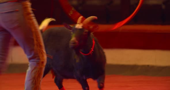 Little Black Goat Is Jumping the Hoop in an Animal Performance Circus ...