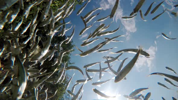Fish swimming in very clear and transparent shallow water. Swarm of ...