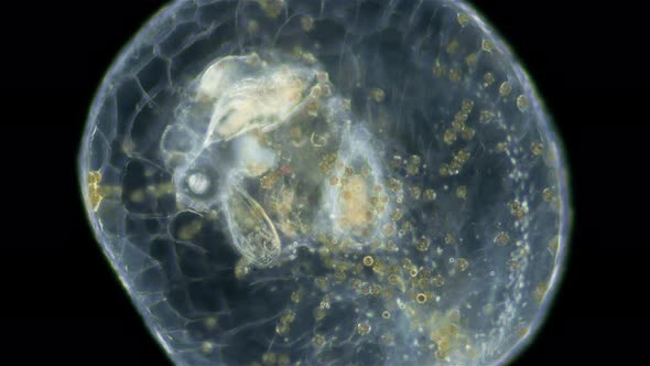 Worm Turbellaria Order Acoela Under a Microscope, Stock Footage | VideoHive