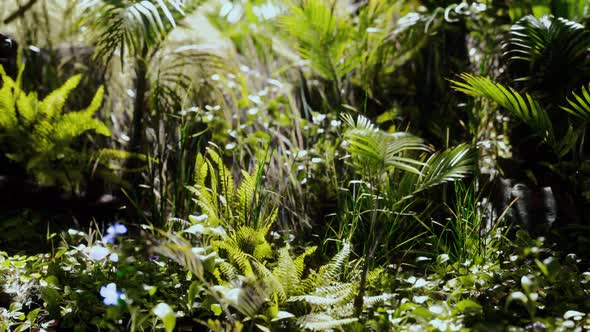 Close Up Jungle Grass and Plants, Motion Graphics | VideoHive