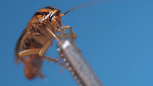 Insect Cockroach Clings to Iron Stick Its Paws and Sits Against the ...