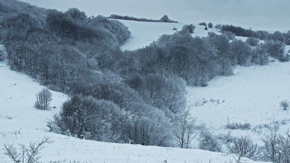 Snow Covered Winter Forest Under Stormy Snowfall, Stock Footage | VideoHive