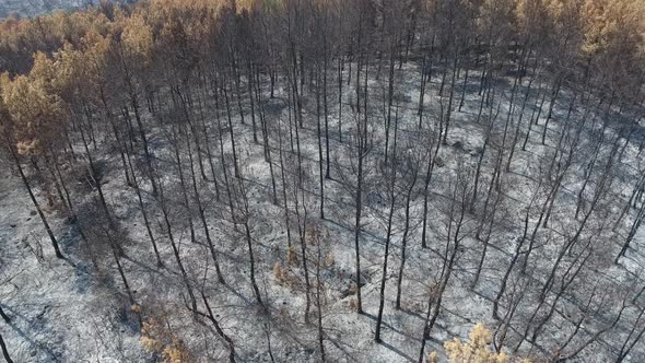 Dried Trees that Turned to Ash the Day After the Forest Fire, Stock Footage