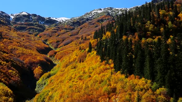 Autumn Jungle River, Stock Footage | VideoHive