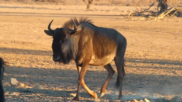 Wildebeest joins others at a man made watering hole in the Kalahari ...