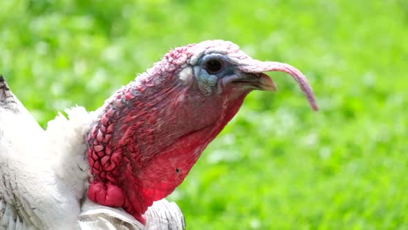 Shooting close up of red turkey head, turkey bird. Slow motion, Stock ...