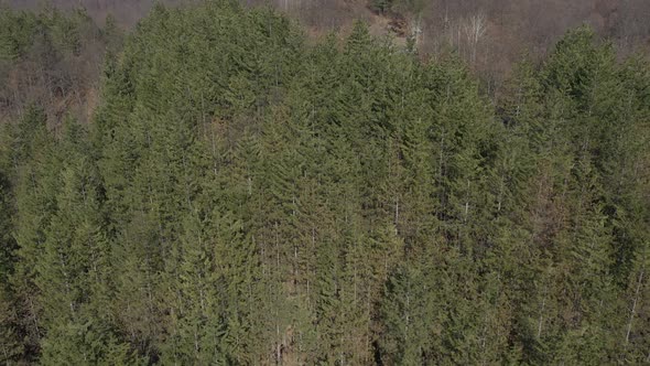 Green tree tops of evergreen forest 4K aerial video, Stock Footage