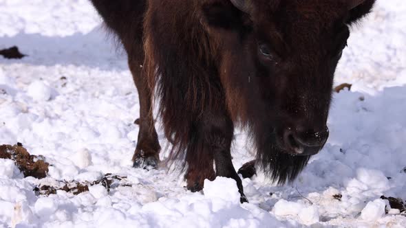 bison walking in snow slomo closeup hooves faces sunny winter, Stock ...