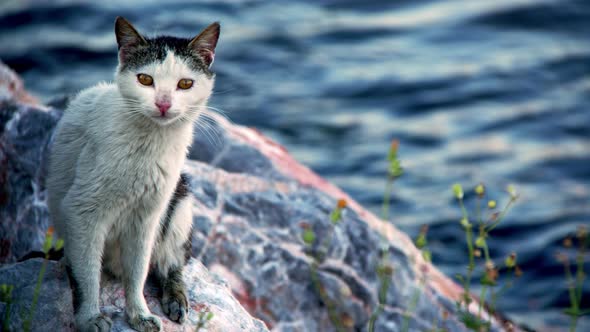 Animal Cat Near The Sea , Stock Footage | VideoHive