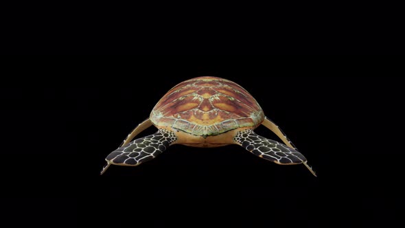 Green Turtle Back View, Motion Graphics | VideoHive
