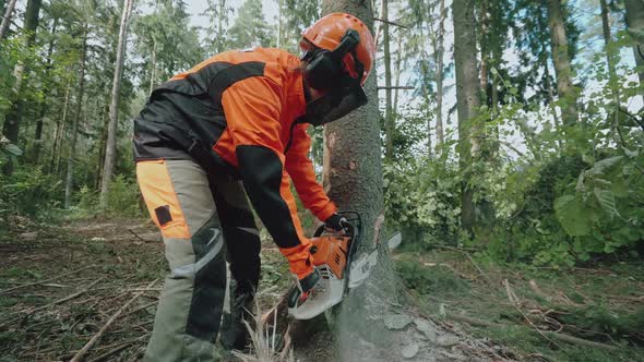 Female Logger in the Forest Young Specialist Woman in Protective Gear ...