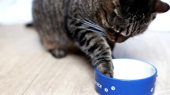 cute gray tabby cat eats food from a bowl and asks for more with his ...