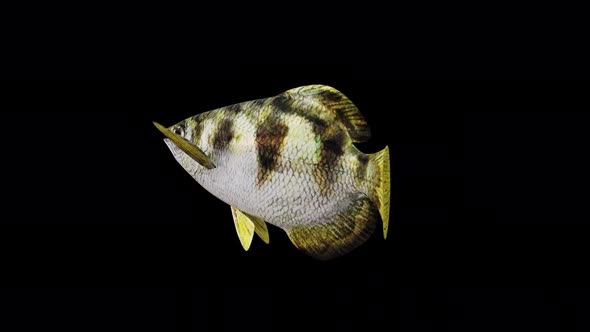 Archerfish View From Back Side, Motion Graphics | VideoHive