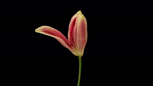 Time Lapse Lily Flower Opening, Stock Footage | VideoHive