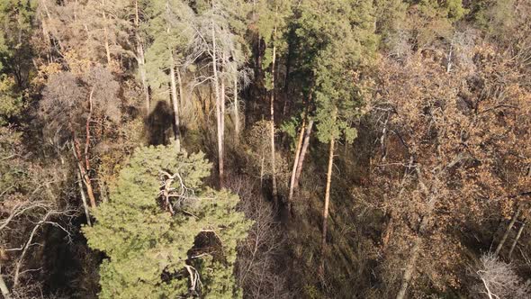 Ukraine Trees in the Autumn Forest in the Afternoon, Stock Footage