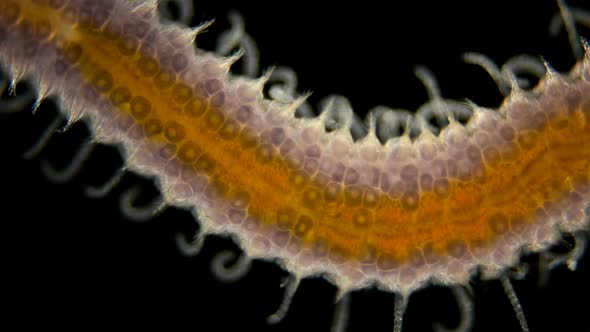 a Sea Ciliary Worm Under a Microscope, of the Syllidae Family, Differs ...