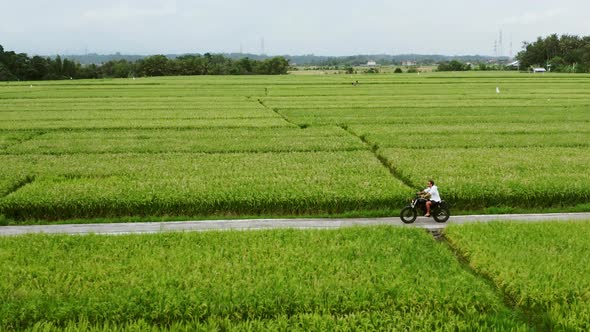 Motorcycle Driver Riding on a the Rice Fields. Outdoor Shot ...