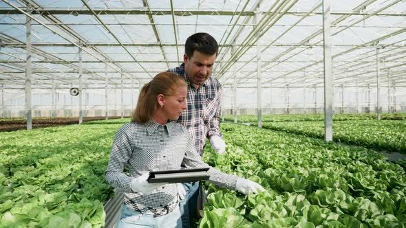 Expert Engineer in Agronomy Walking in a Greenhouse, Stock Footage