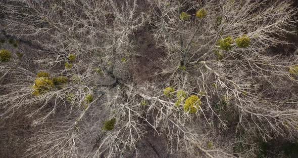 Aerial View From Above of Autumn Forest Gray Trees Bald Trees in Late ...