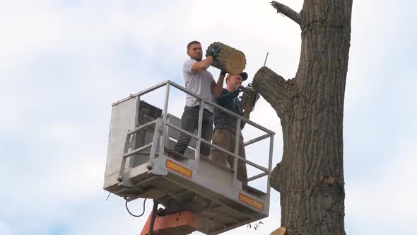Two Service Workers Cutting Down Big Tree Branches with Chainsaw From ...