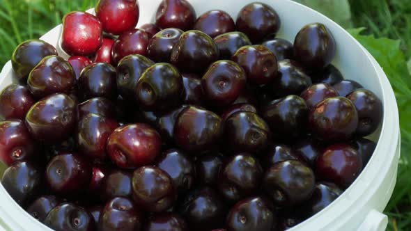 A Bucket of Overripe Large Cherries in the Garden, Stock Footage ...