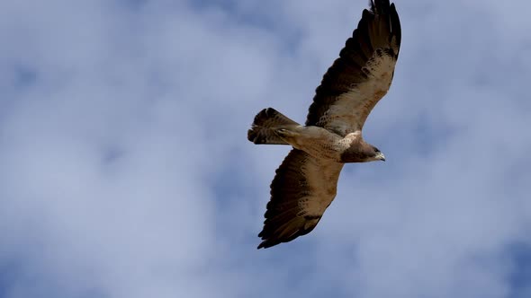 Swainson's Hawk flying through the sky in slow motion, Stock Footage