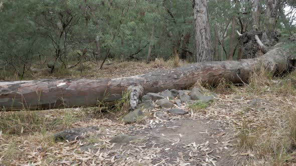 Fallen river gum tree laying across a bush track. PAN SHOT., Stock Footage