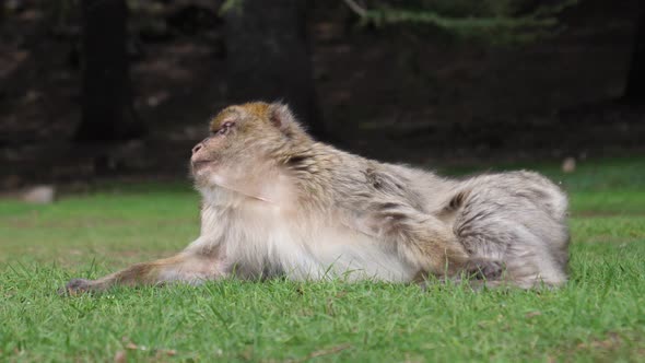 Sleepy barbary ape laying on the ground , Stock Footage | VideoHive