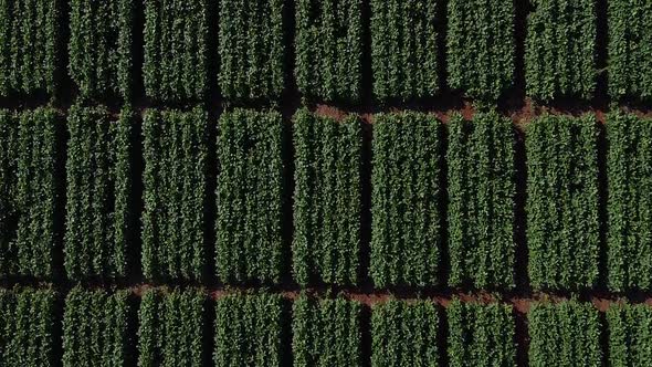 Experimental Soybeans Field Drone 3, Stock Footage | VideoHive