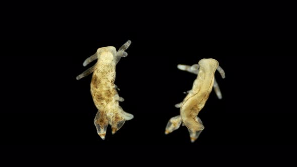 Sea Slug Nudibranchia Under a Microscope, Eubranchidae Family. Very ...