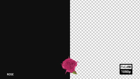 Pink Rose Transition, Motion Graphics | VideoHive