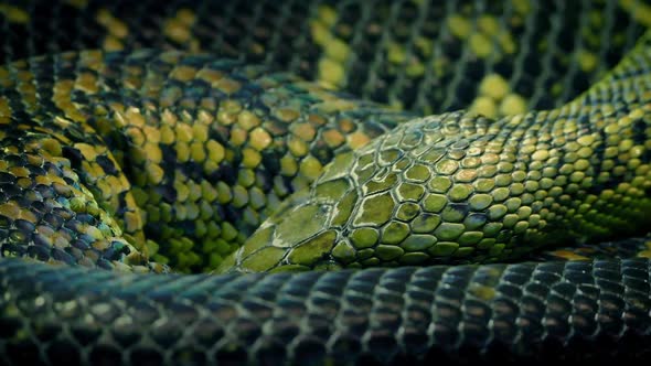 Snake Coiled up Breathing Slowly, Stock Footage | VideoHive