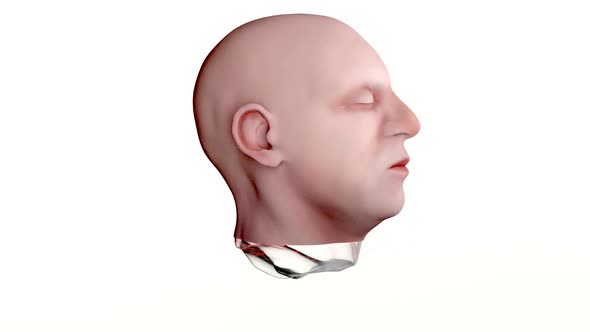 Anatomical animation of human's head inside. The Roentgen of a part of ...