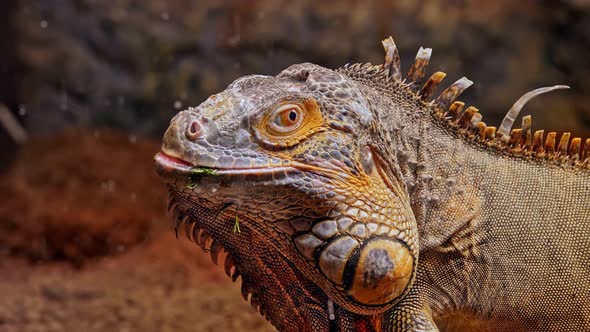 Iguana (4K), Stock Footage | VideoHive