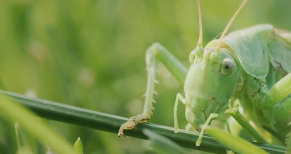 Big Green Locust Eating Grass Macro Video, Stock Footage | VideoHive