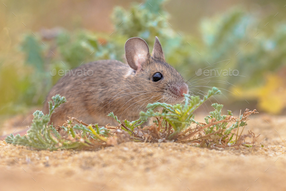 Wood Mouse in Natural Environment with Plants Stock Photo by ...
