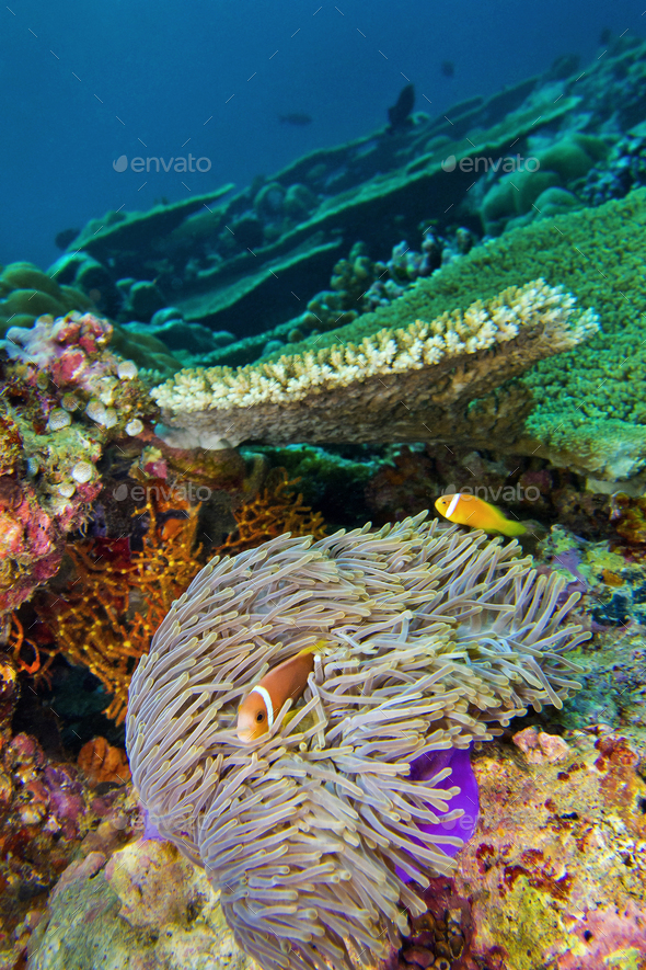 Blackfinned Anemonefish, South Ari Atoll, Maldives Stock Photo by ...