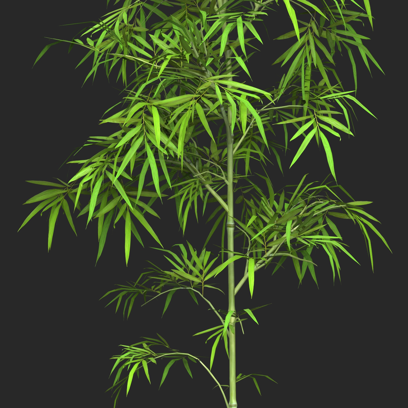 Realistic Game Ready Bamboo Tree 01 by cgsea | 3DOcean