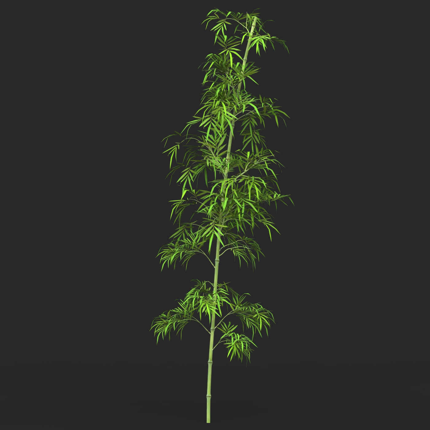 Realistic Game Ready Bamboo Tree 03 by cgsea | 3DOcean