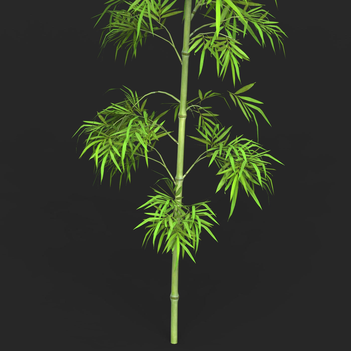 Realistic Game Ready Bamboo Tree 03 by cgsea | 3DOcean