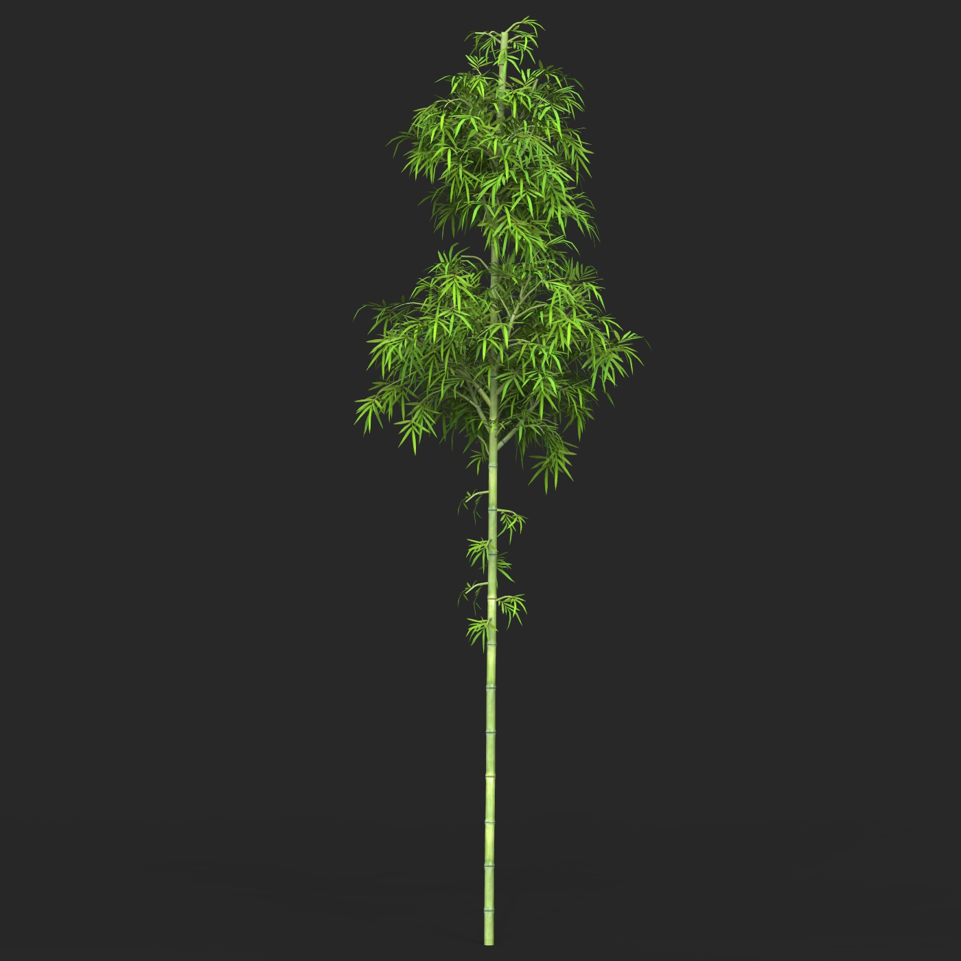 Realistic Game Ready Bamboo Tree 05 by cgsea | 3DOcean