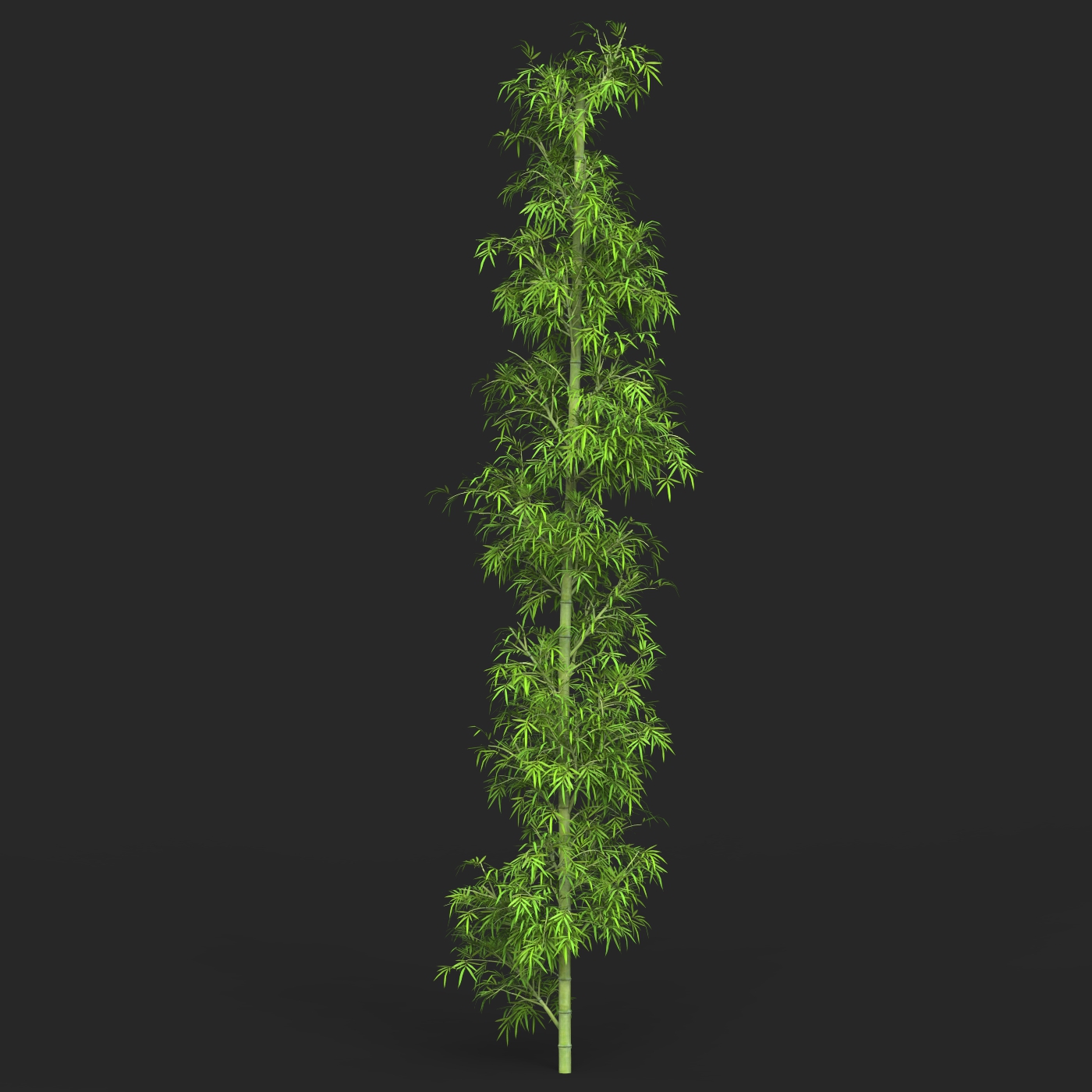Realistic Game Ready Bamboo Tree 08 by cgsea | 3DOcean