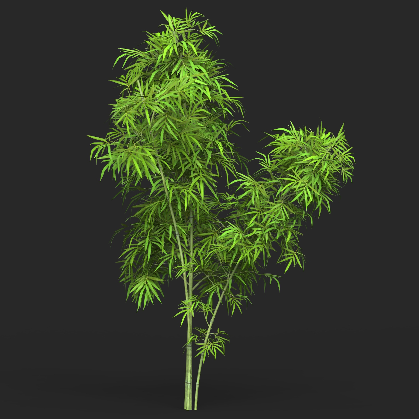 Realistic Game Ready Bamboo Tree 11 by cgsea | 3DOcean