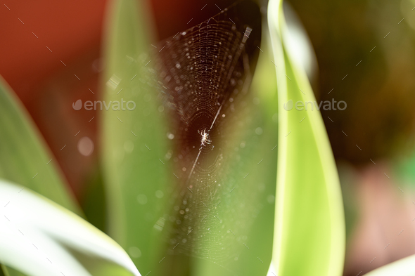 side view of a spider in the center of a spider's web Stock Photo by ...