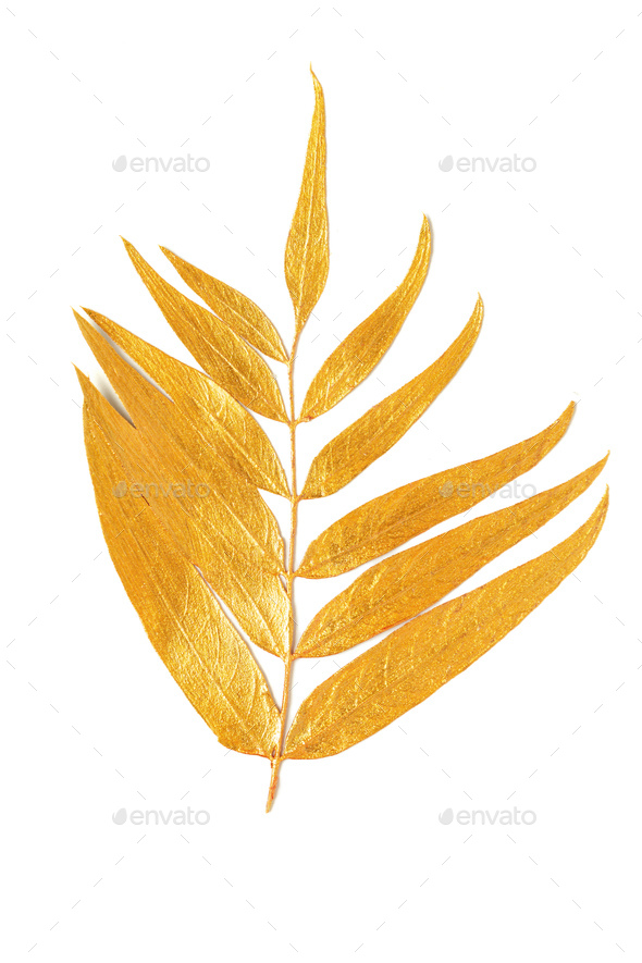 golden leaf design elements. Stock Photo by FabrikaPhoto | PhotoDune