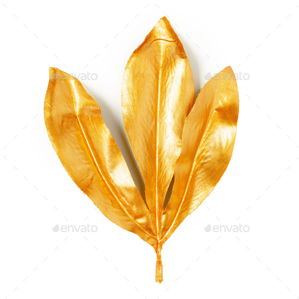 golden leaf design elements. Stock Photo by FabrikaPhoto | PhotoDune