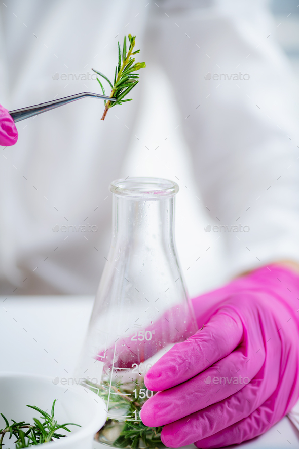Fragrance Laboratory. Scientist Mixing Plants, Preparing Fragrance ...