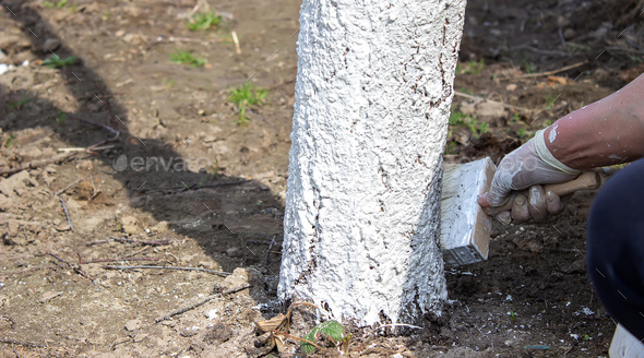 Girl whitewashing a tree trunk in a spring garden. Whitewash of spring ...