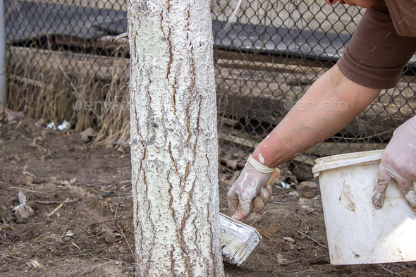 Girl whitewashing a tree trunk in a spring garden. Whitewash of spring ...