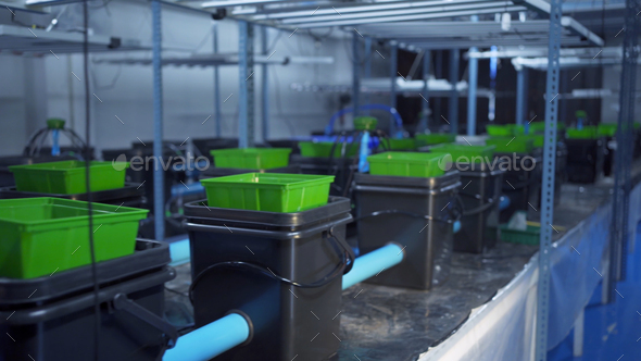 Marijuana, hemp or cannabis plant leaves farm lab. Organic product in ...